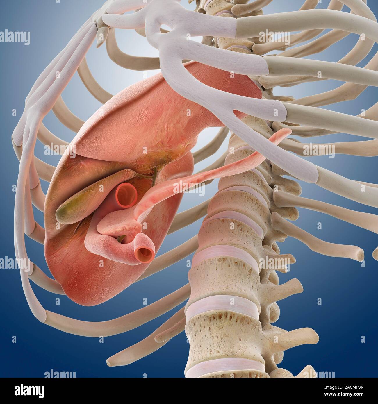 Liver, gallbladder and pancreas, computer artwork. The largest organ ...