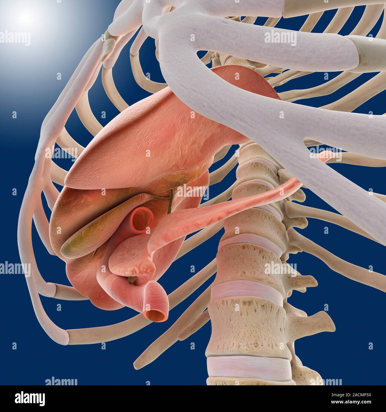 Liver, gallbladder and pancreas, computer artwork. The largest organ ...