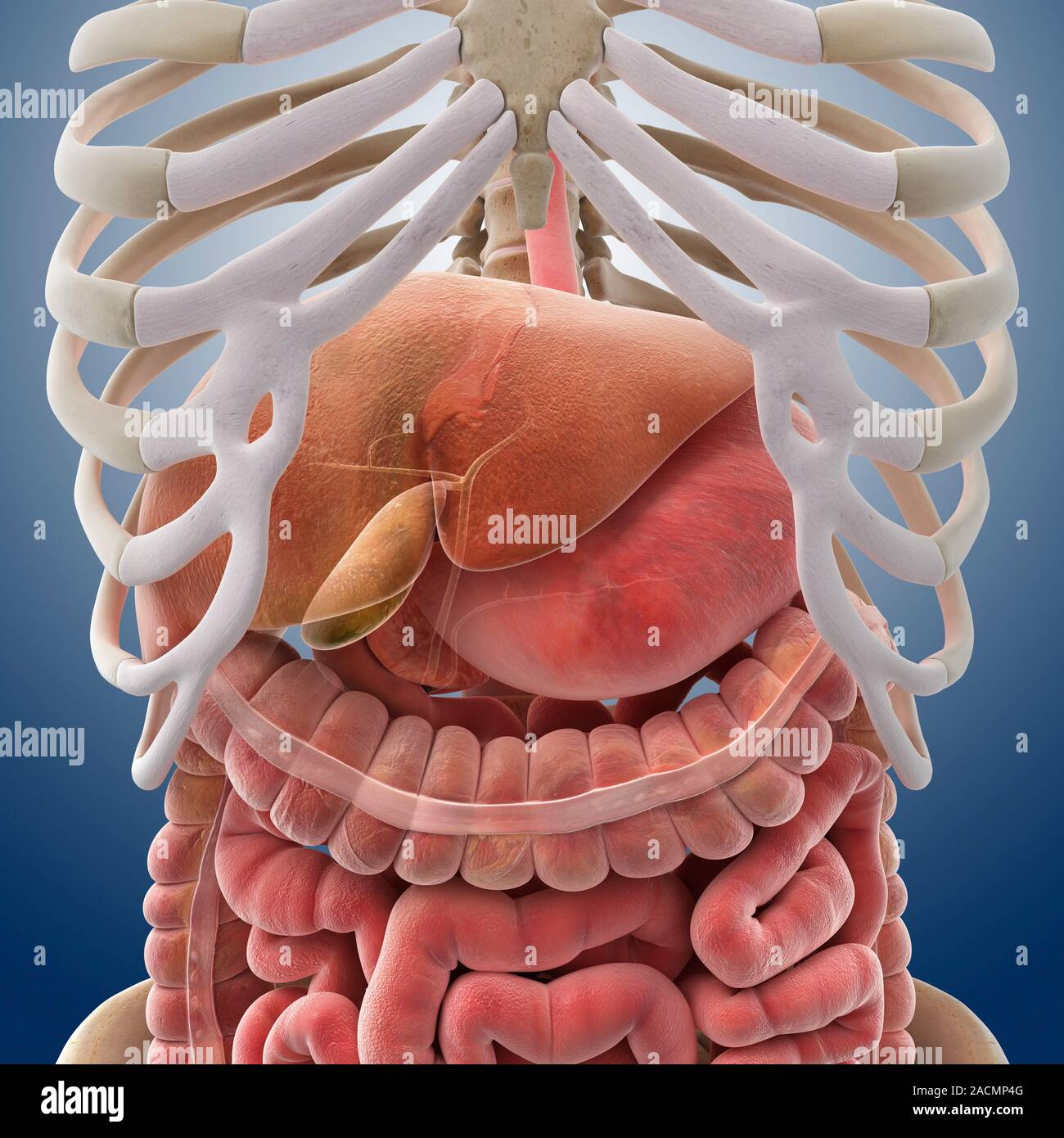Digestive system, computer artwork. The large organ across upper centre ...