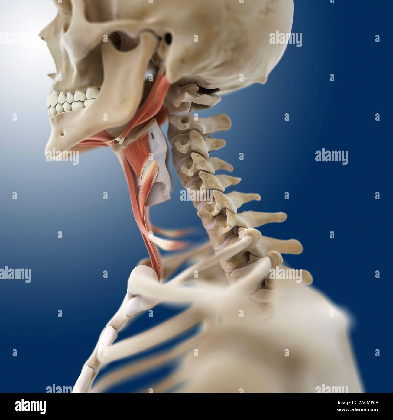 Neck muscle. Computer artwork showing the muscles of the front of the ...