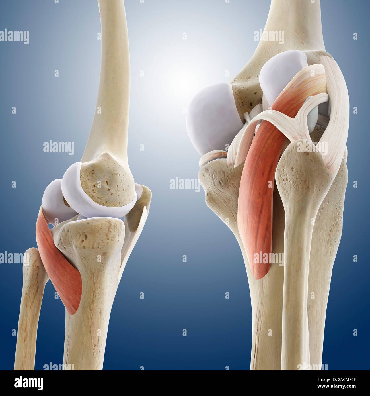 Popliteus muscles. Computer artwork of the back of the knee showing the ...
