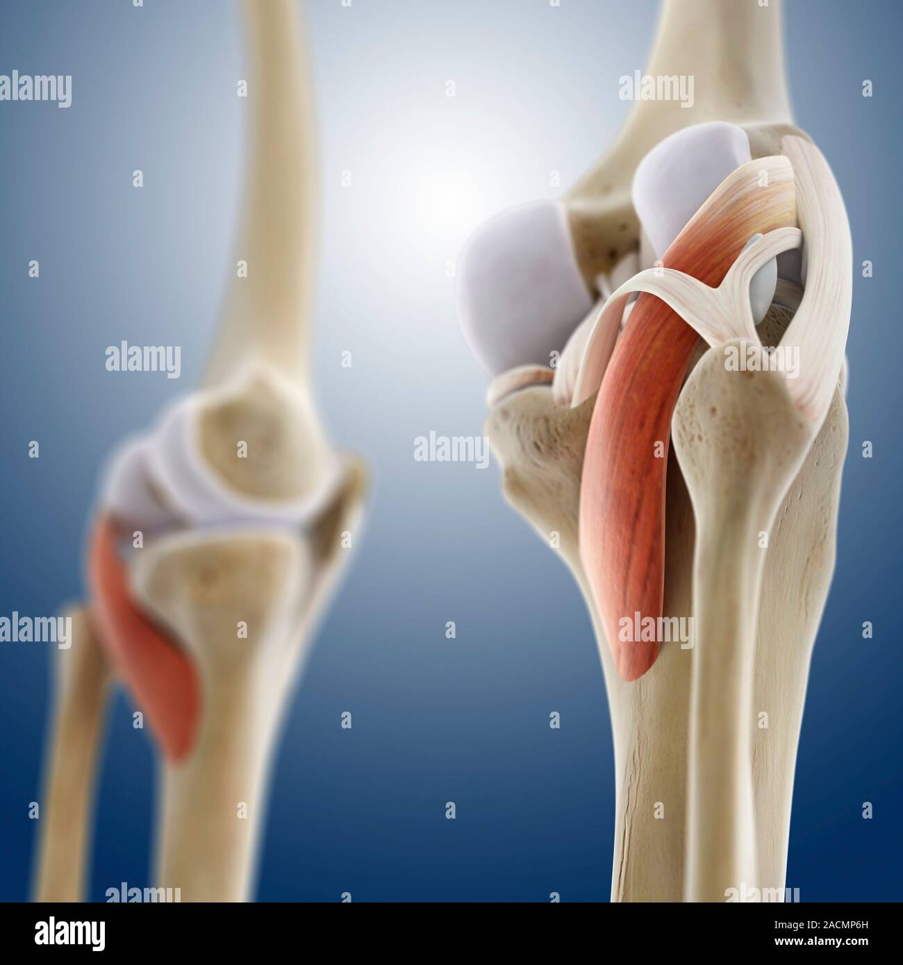Popliteus muscles. Computer artwork of the back of the knee showing the ...