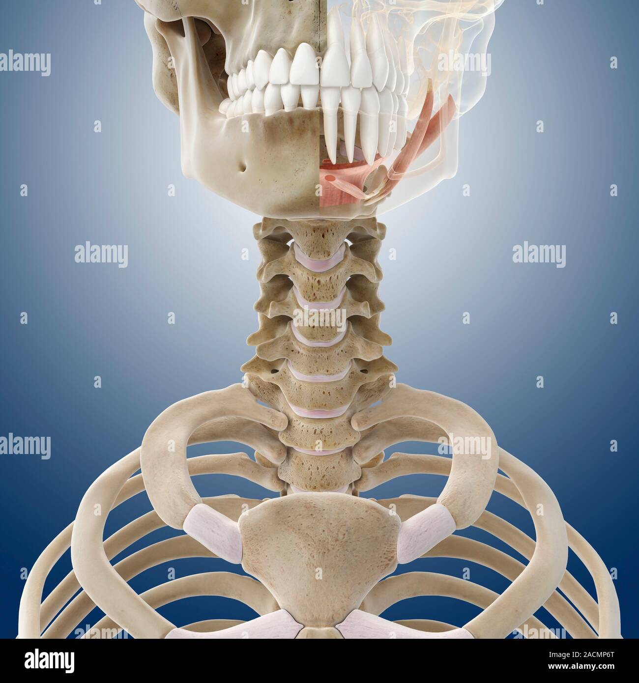 Suprahyoid muscles. Computer artwork showing the muscles that are ...