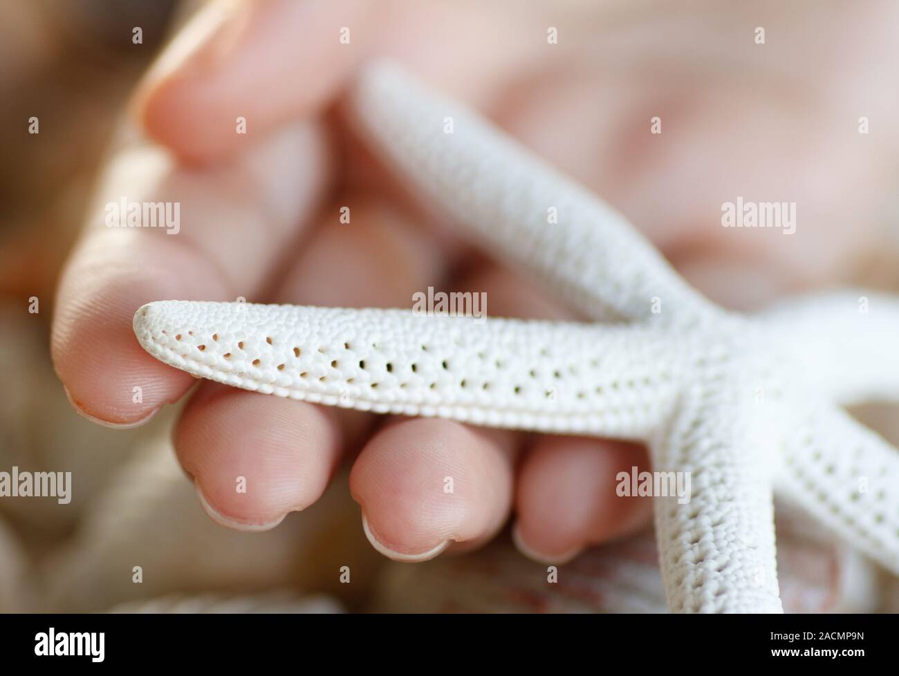 White seashells hi-res stock photography and images - Alamy