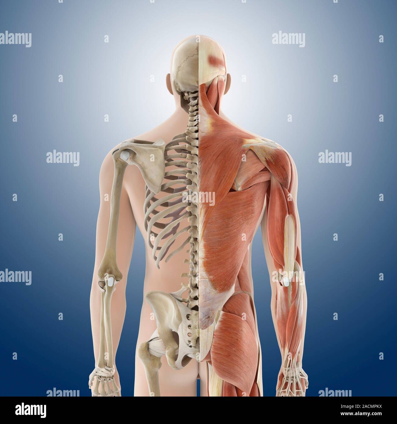 Back anatomy. Computer artwork showing the bones and muscles of the ...