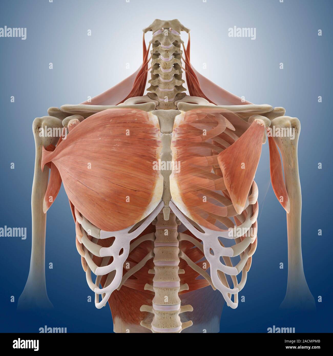 Chest muscles, computer artwork. The large muscle spanning much of the ...