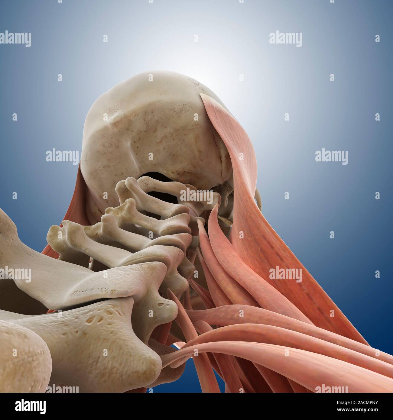 Neck muscles, computer artwork. The large muscle running up to the ...