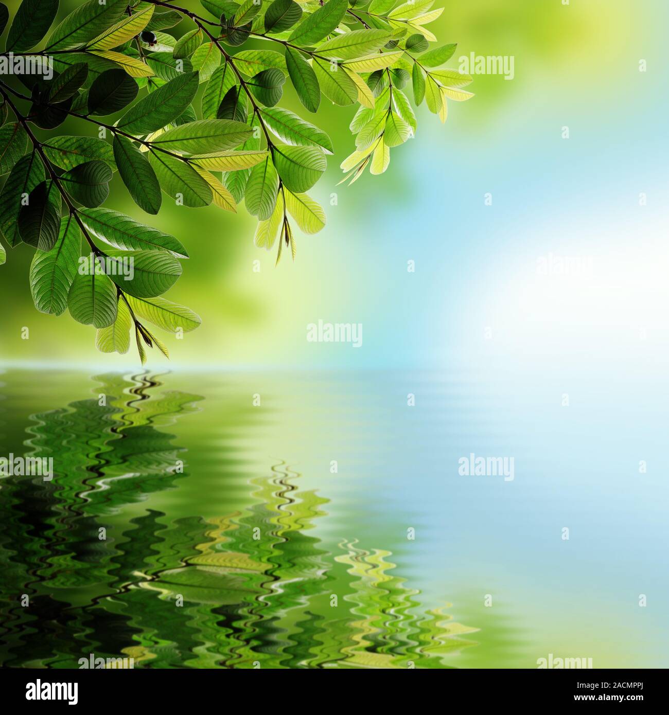 Water reflecting tree branches hi-res stock photography and images - Alamy