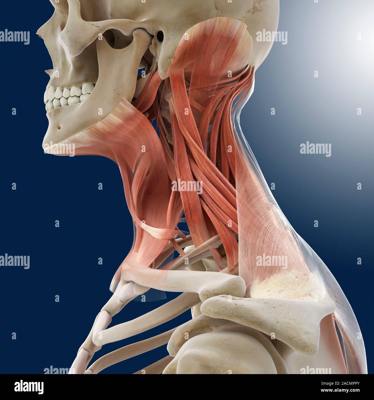 Neck muscles
