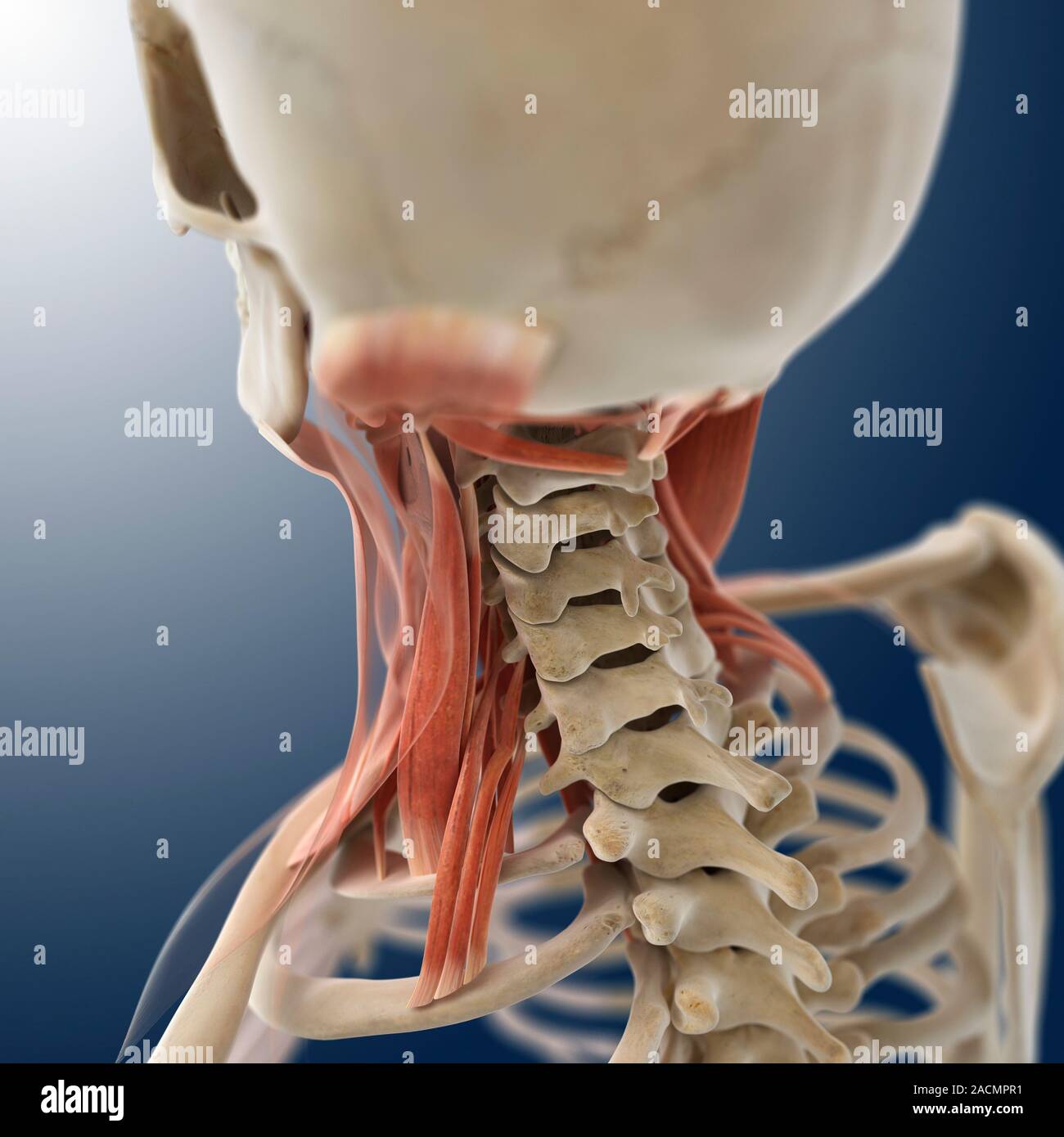 Neck muscles, computer artwork. Attached to the spine and the first two ...