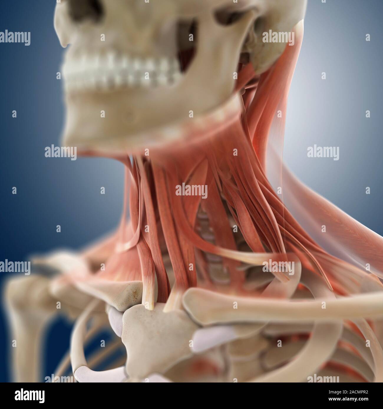 Neck muscles, computer artwork. Attached to the spine are the scalene ...