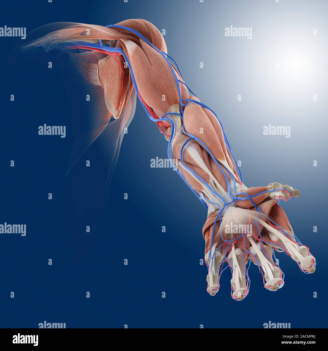 Arm anatomy. Computer artwork showing the muscles and blood vessels of ...