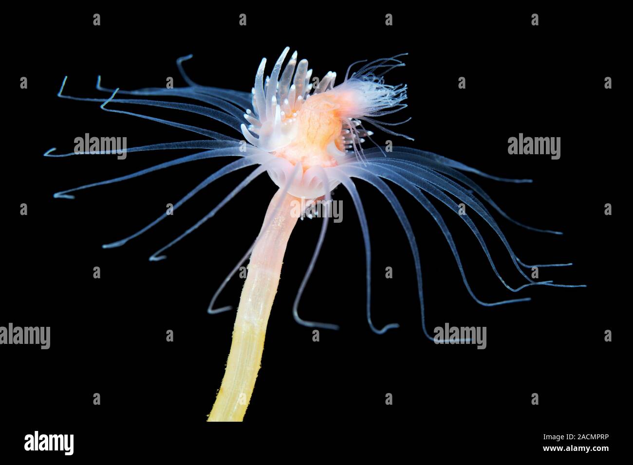 Hydrozoan (Tubularia indivisa). Hydrozoa are a type of cnidarian and ...