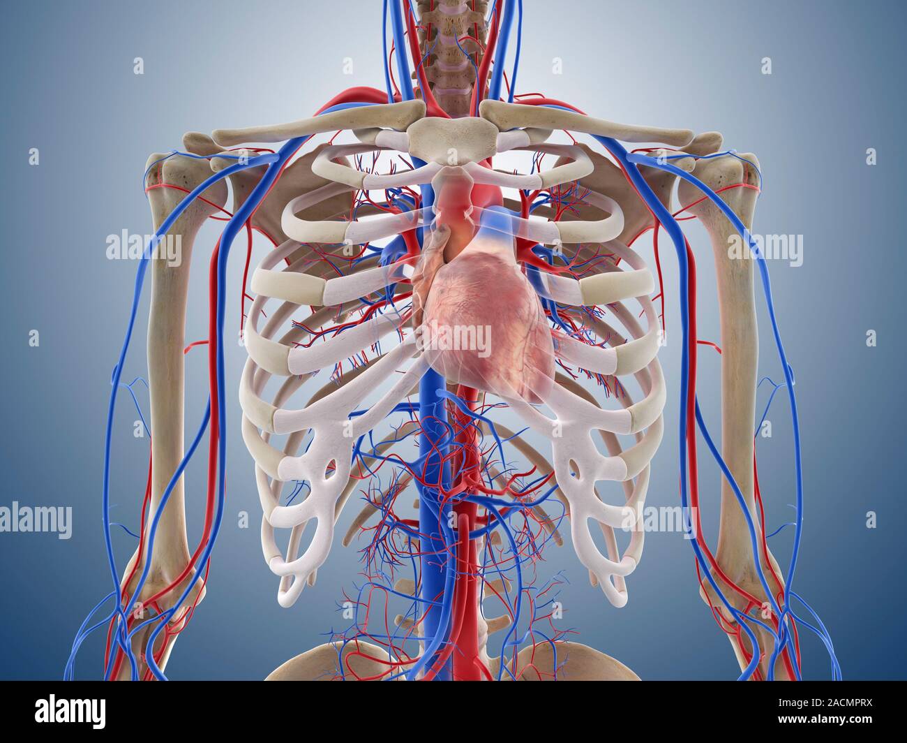 Cardiovascular system, computer artwork. The heart (centre) is a hollow muscle that pumps blood ...