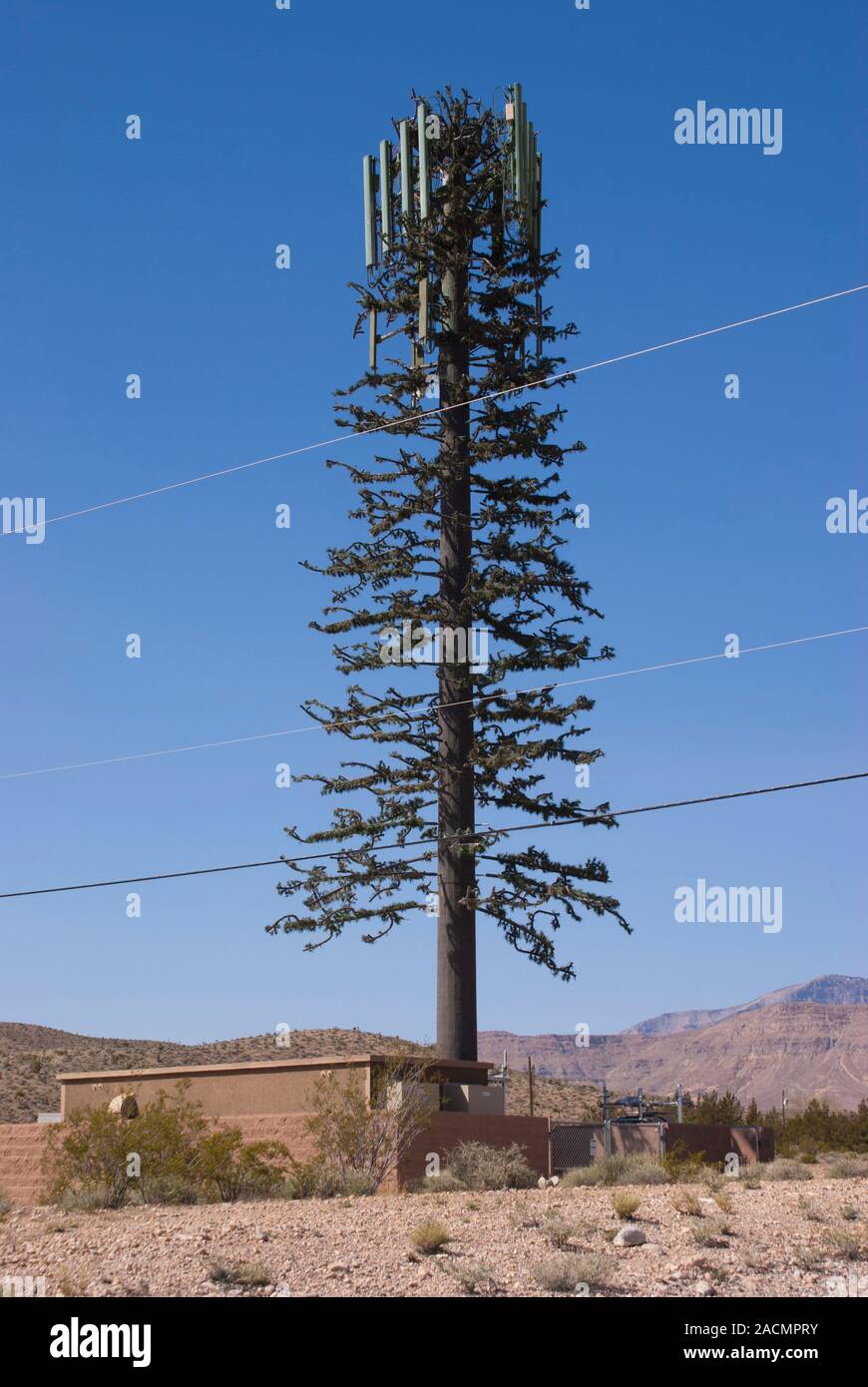 A cellphone (mobile phone) mast disguised as a tree on a roadside north ...
