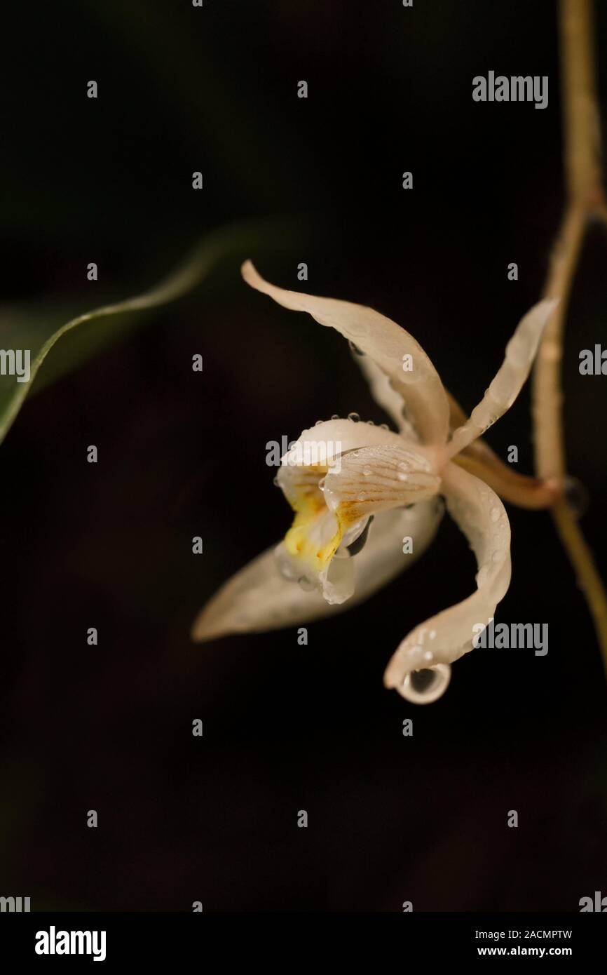 Coelogyne flaccida coelogyne flaccida hi-res stock photography and ...