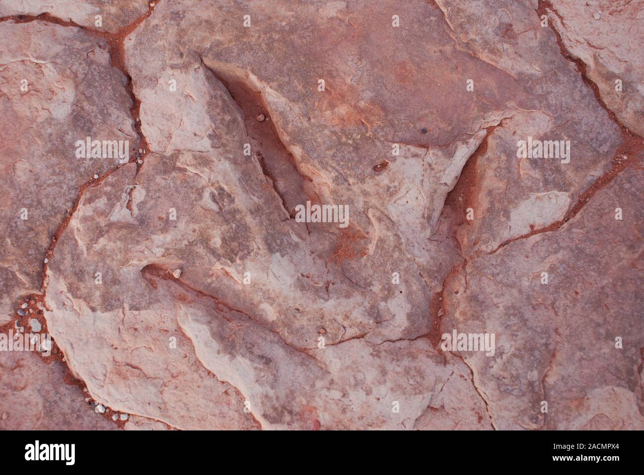 Dinosaur footprint preserved in former stream bed in northern Arizona ...