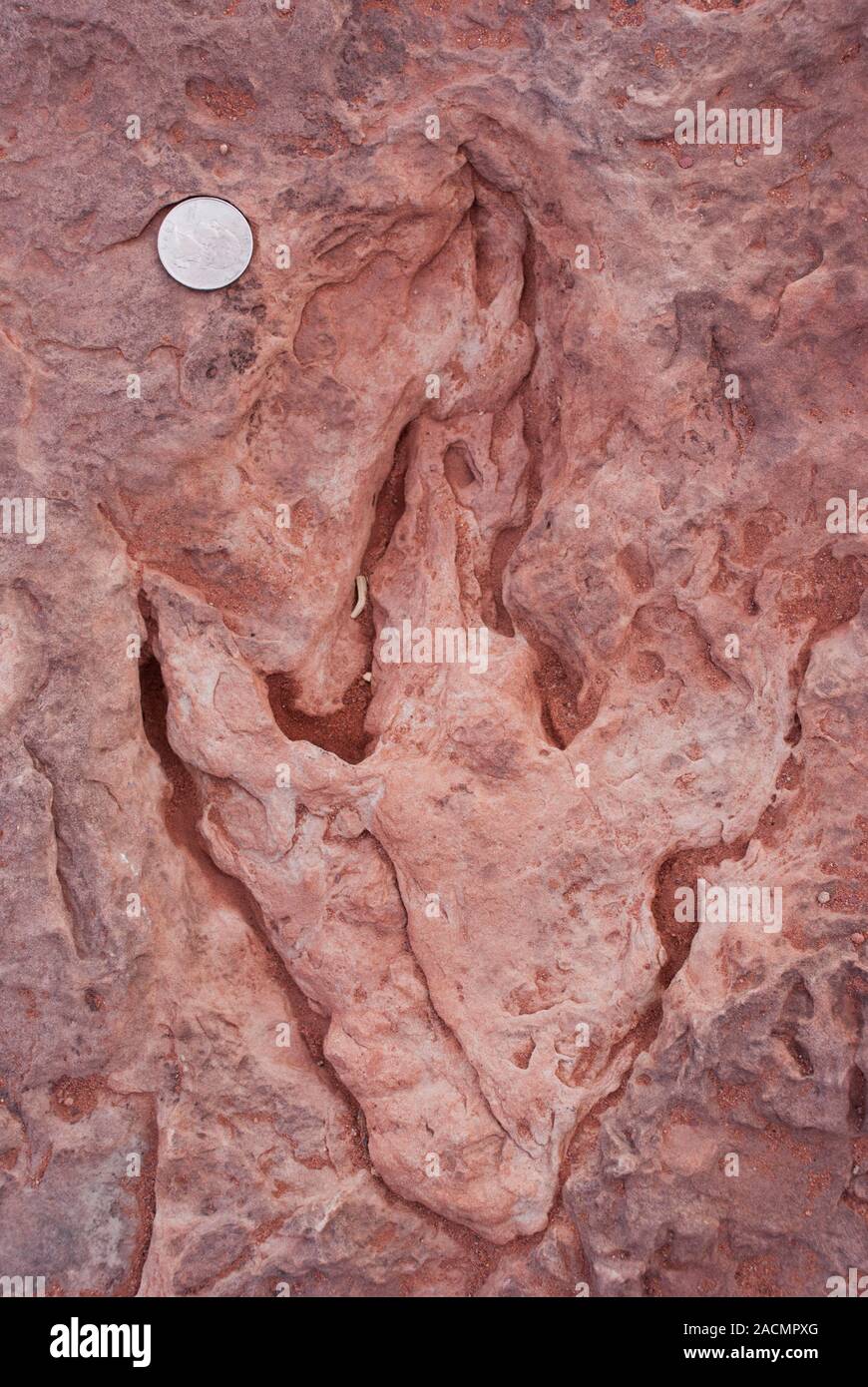 Dinosaur footprint preserved in former stream bed in northern Arizona ...