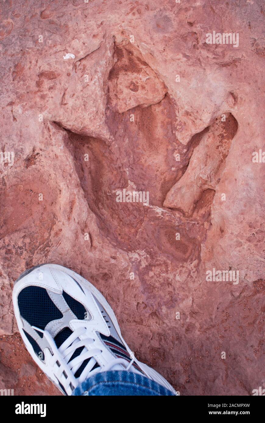 Dinosaur footprint preserved in former stream bed in northern Arizona ...