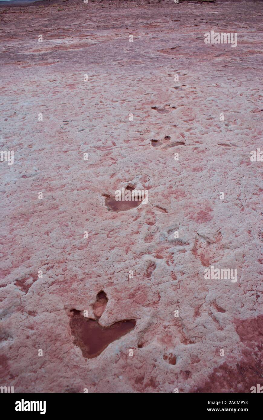 Dinosaur footprints preserved in former stream bed in northern Arizona ...