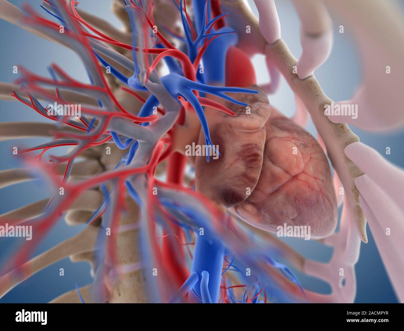 Cardiovascular system, computer artwork. The heart (centre) is a hollow ...