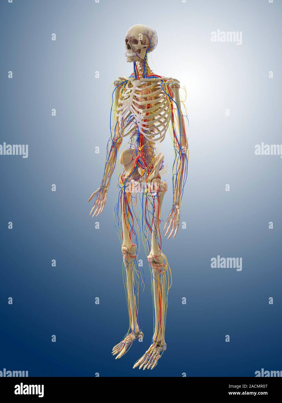 Human anatomy. Computer artwork showing the skeleton, cardiovascular ...