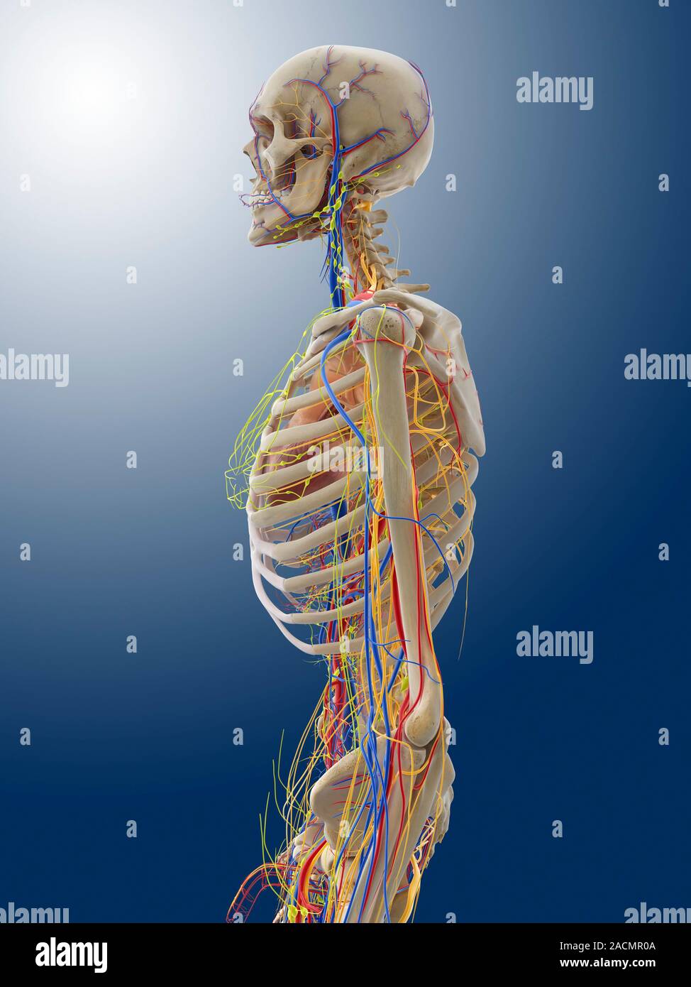 Human anatomy. Computer artwork showing the skeleton, cardiovascular ...