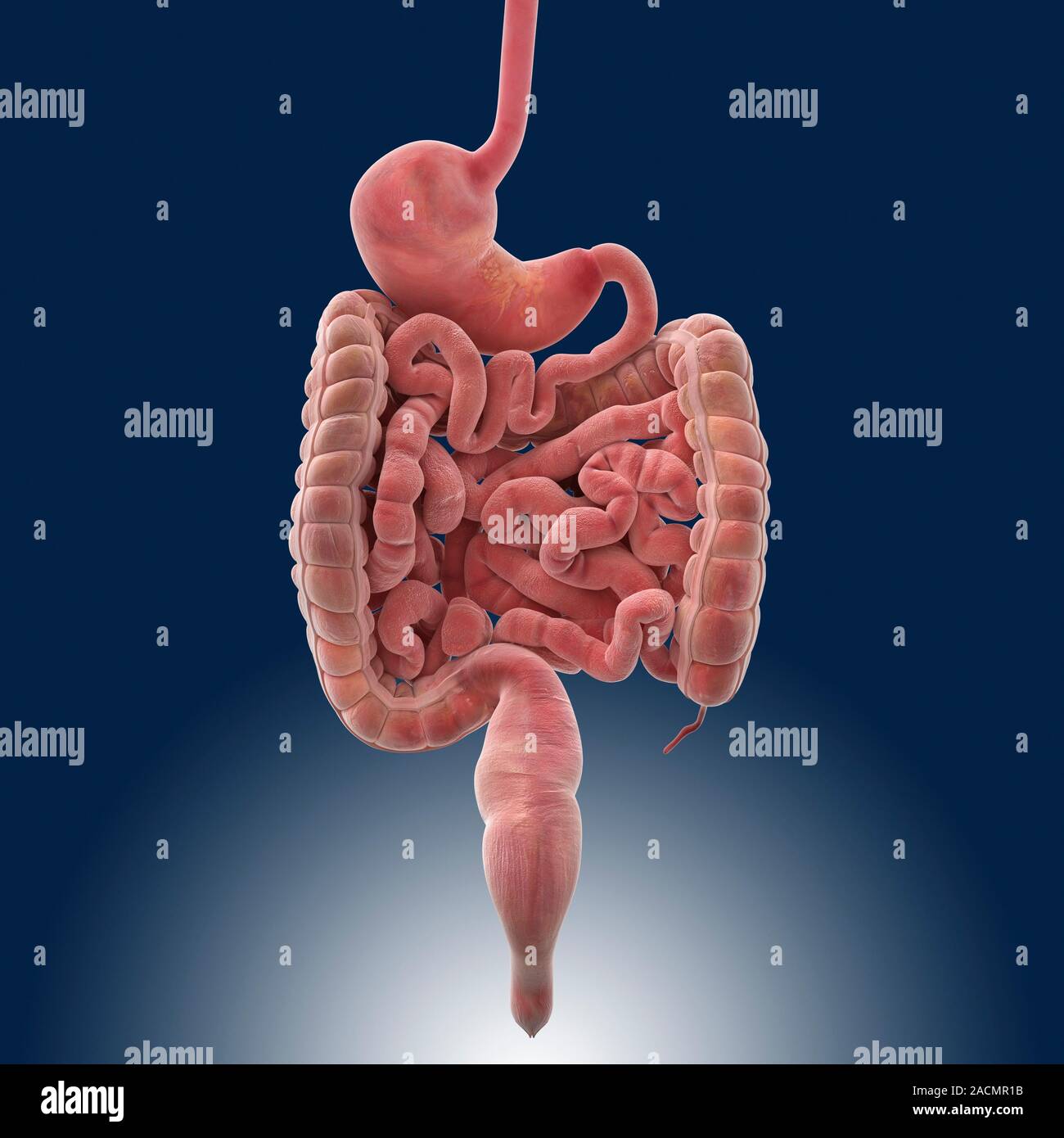 Digestive system. Computer artwork of a rear view of the digestive ...