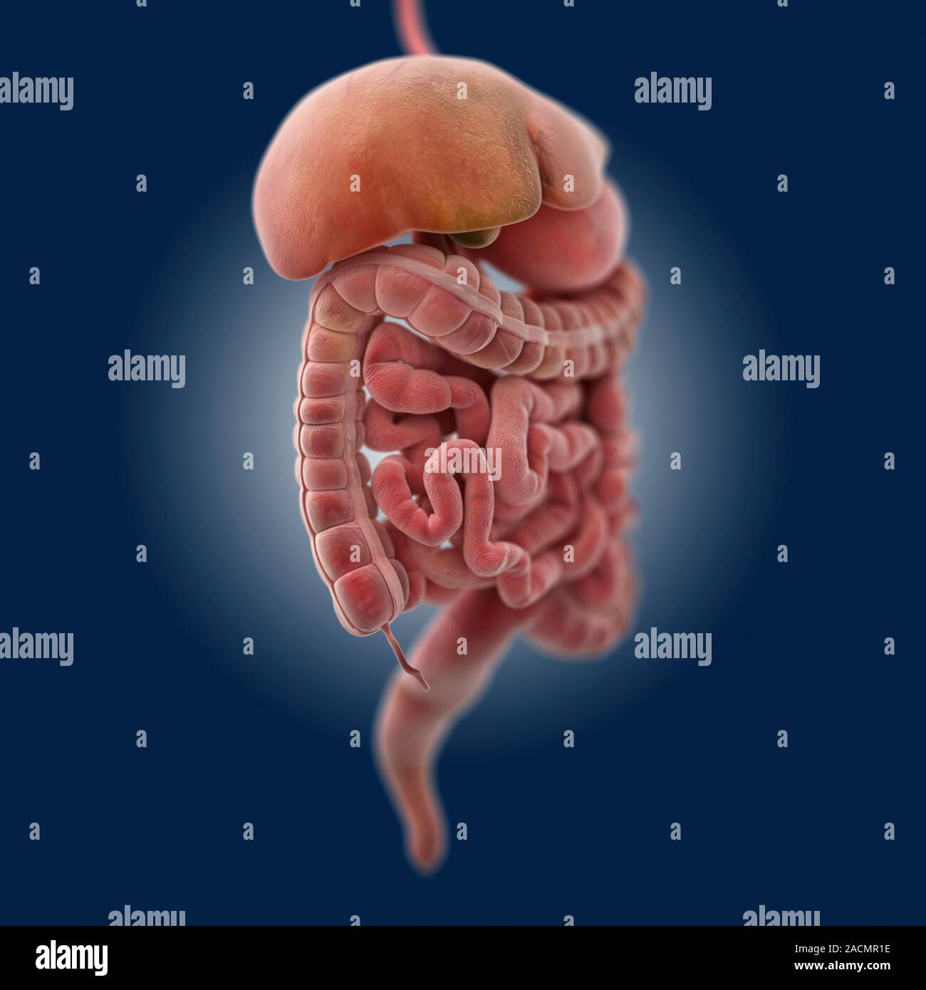 Digestive system, computer artwork. Across top is the liver, with the ...