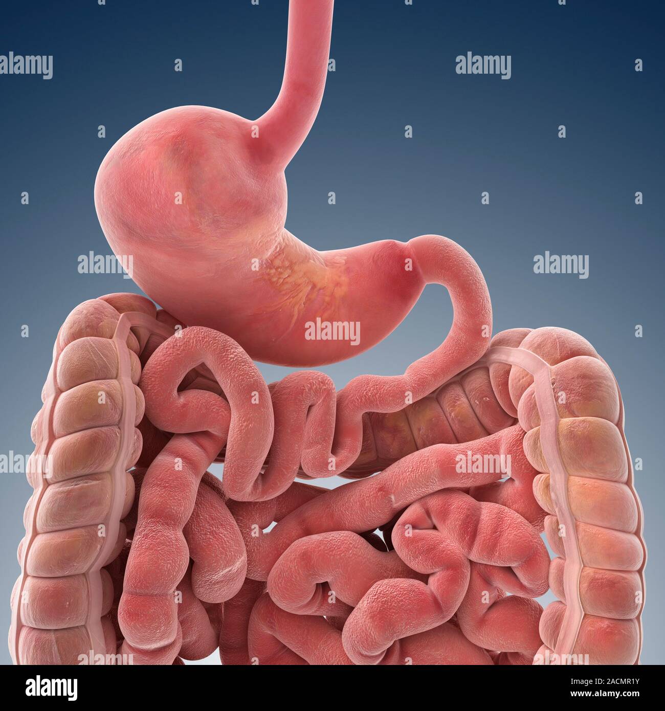 Stomach and intestines from behind, computer artwork. At top is the ...