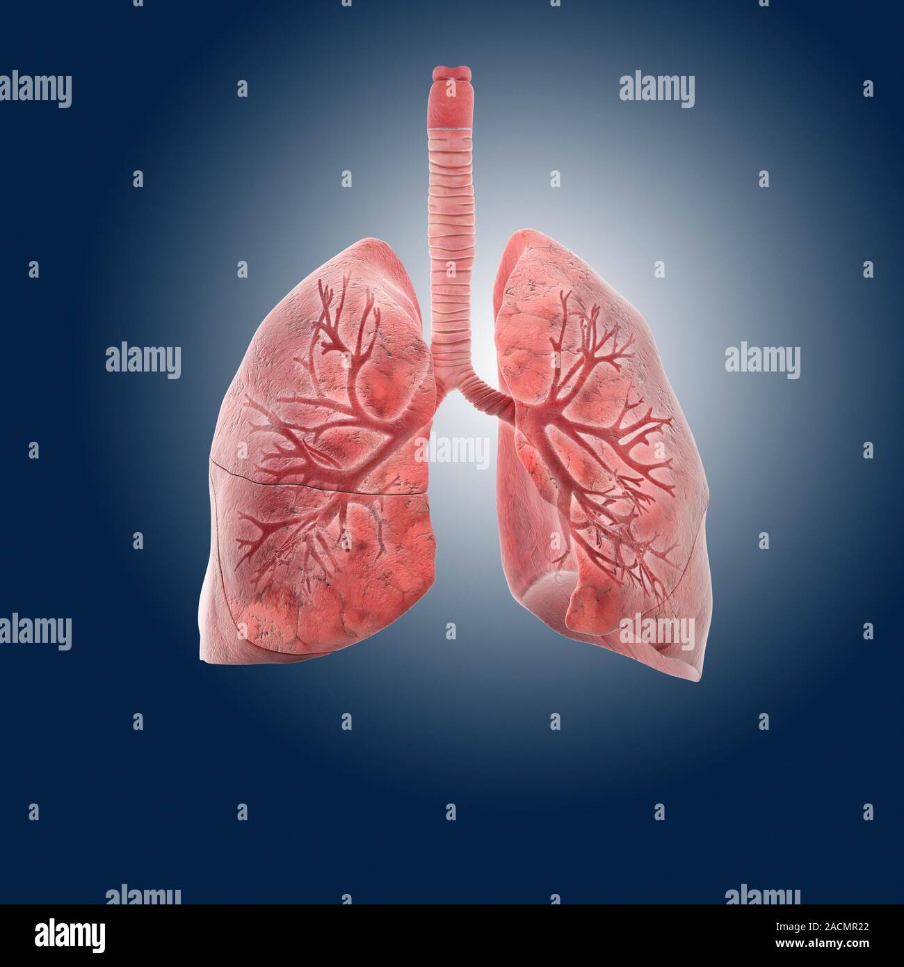 Lungs, computer artwork. At top is the trachea (windpipe), which splits ...