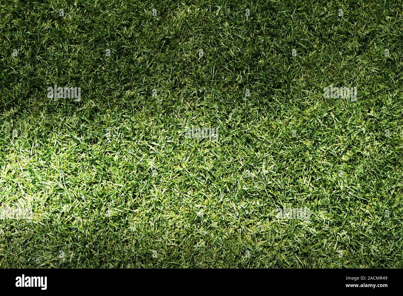 Beautiful green grass texture Stock Photo - Alamy