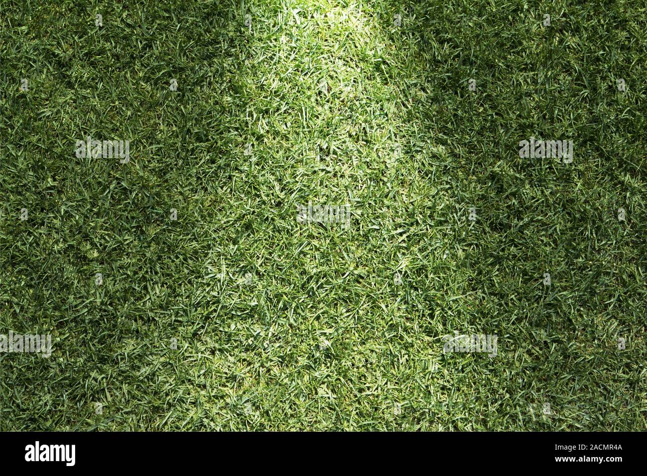 Beautiful green grass texture Stock Photo - Alamy