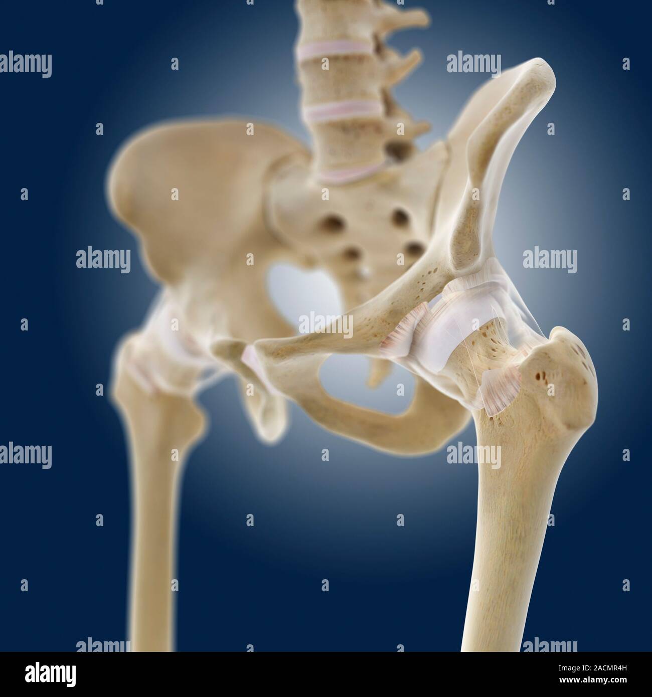 Hip anatomy, computer artwork. At top is the lumbar (lower) spine. The ...