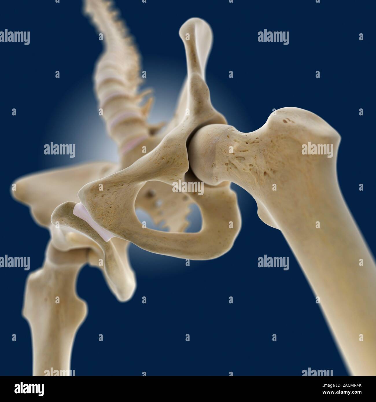 Hip anatomy, computer artwork. At top is the lumbar (lower) spine. The ...