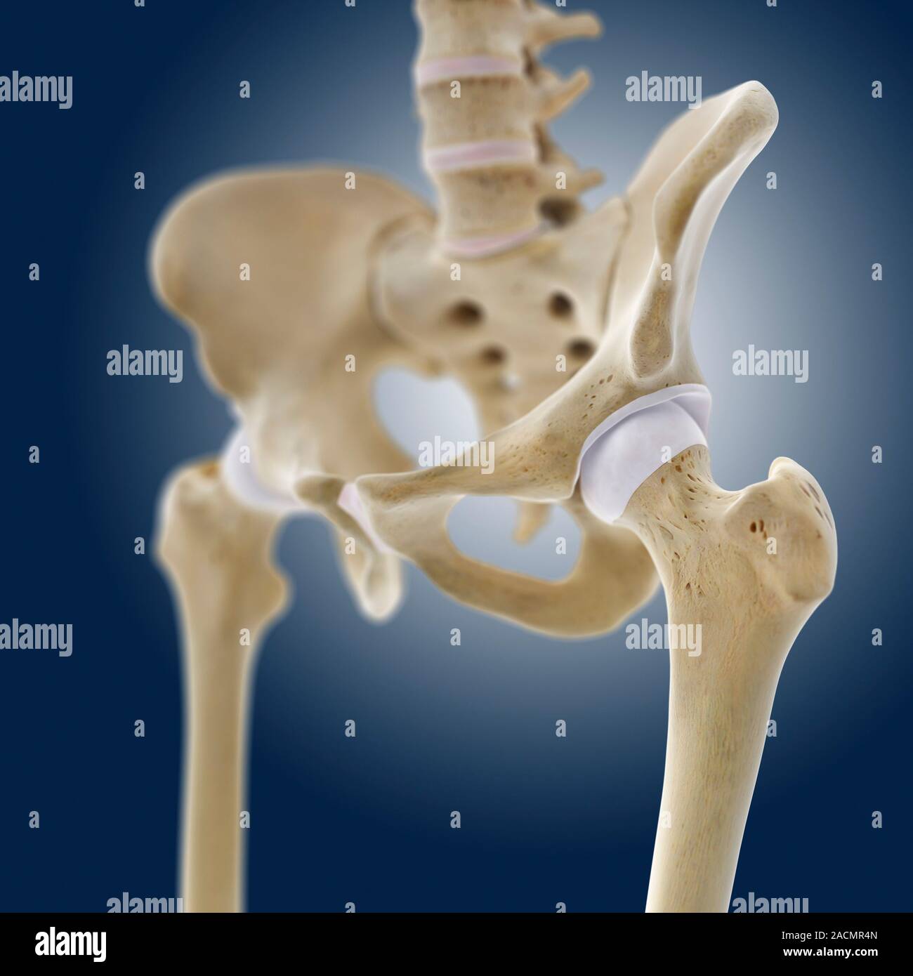 Hip anatomy, computer artwork. At top is the lumbar (lower) spine. The ...