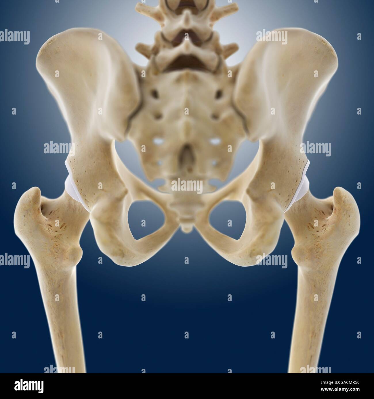 Hip anatomy. Computer artwork of a posterior view of the hips. At top ...