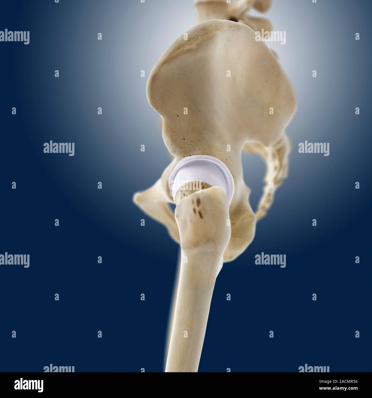 Hip anatomy. Computer artwork of a profile view of the hips. The large ...