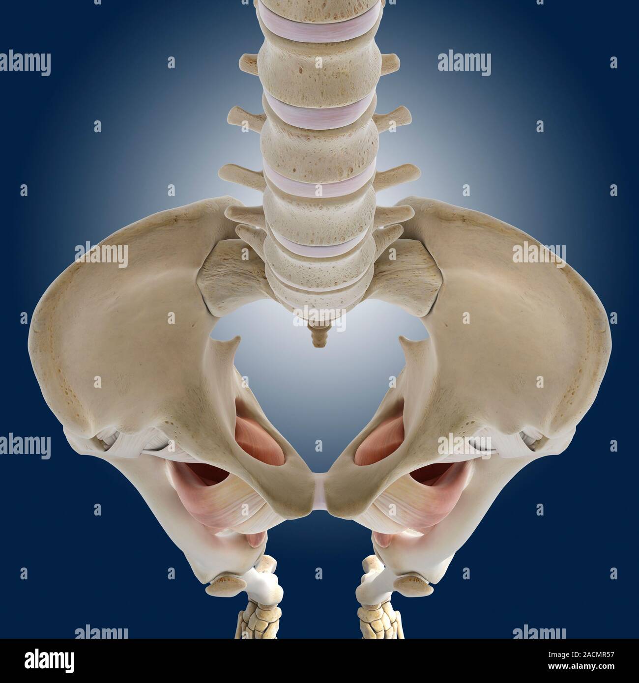 Sacrum Coccyx Anatomy Osteopathy Coccydinia (tailbone Pain)