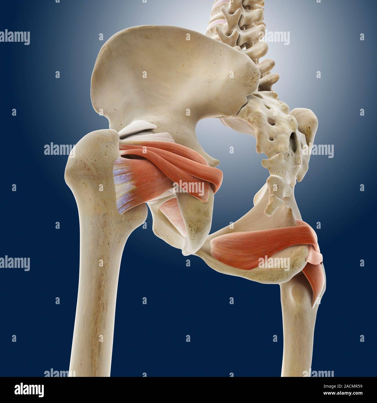 Buttock muscles. Computer artwork of a posterior view of the hips ...