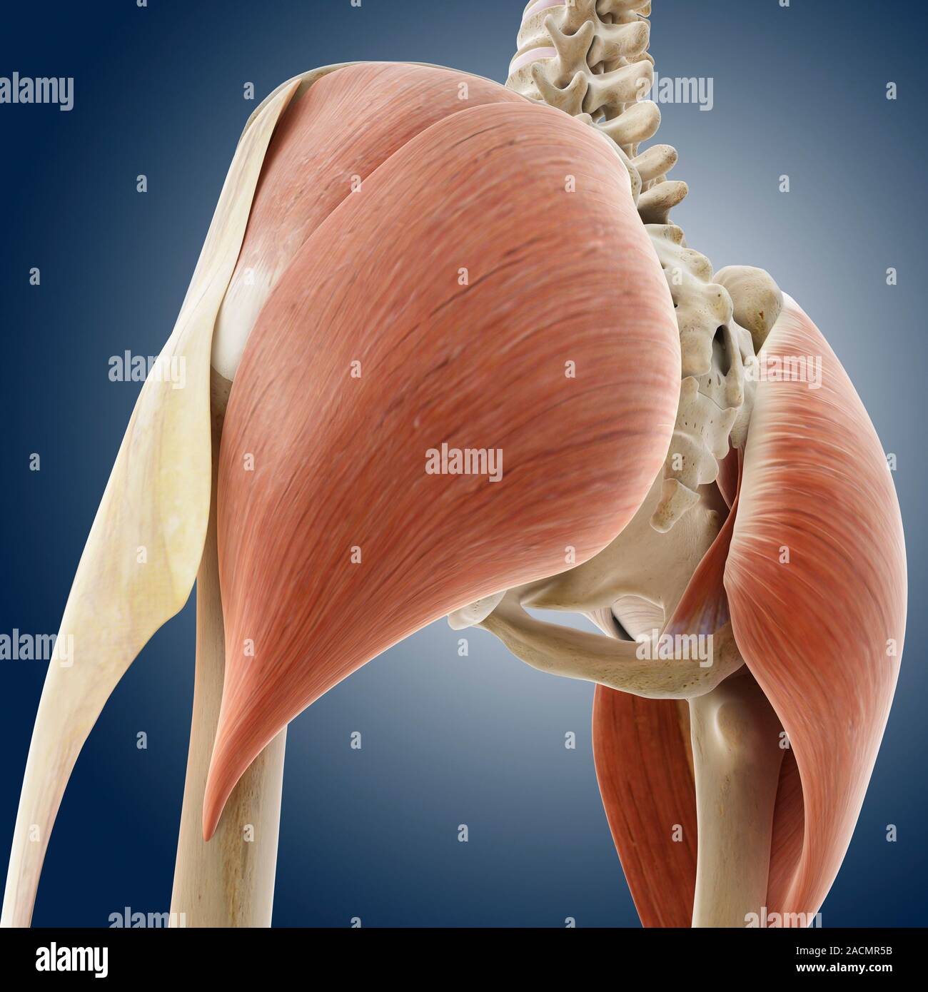 Buttock muscles, computer artwork. The largest muscle is the gluteus ...