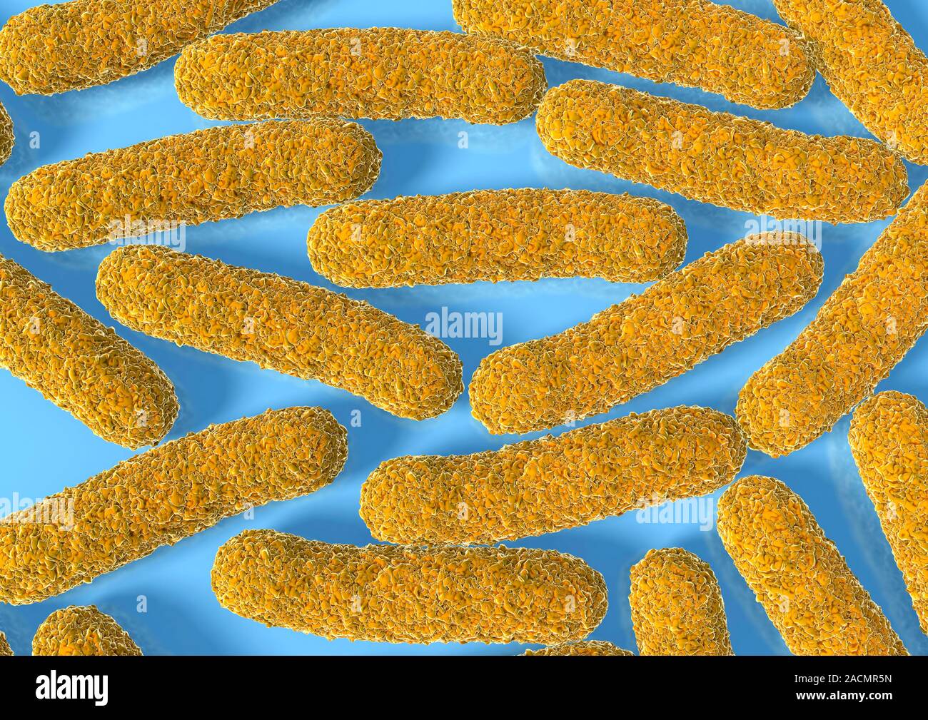 Tuberculosis bacteria. Computer artwork of Mycobacterium tuberculosis bacteria. These Gram ...