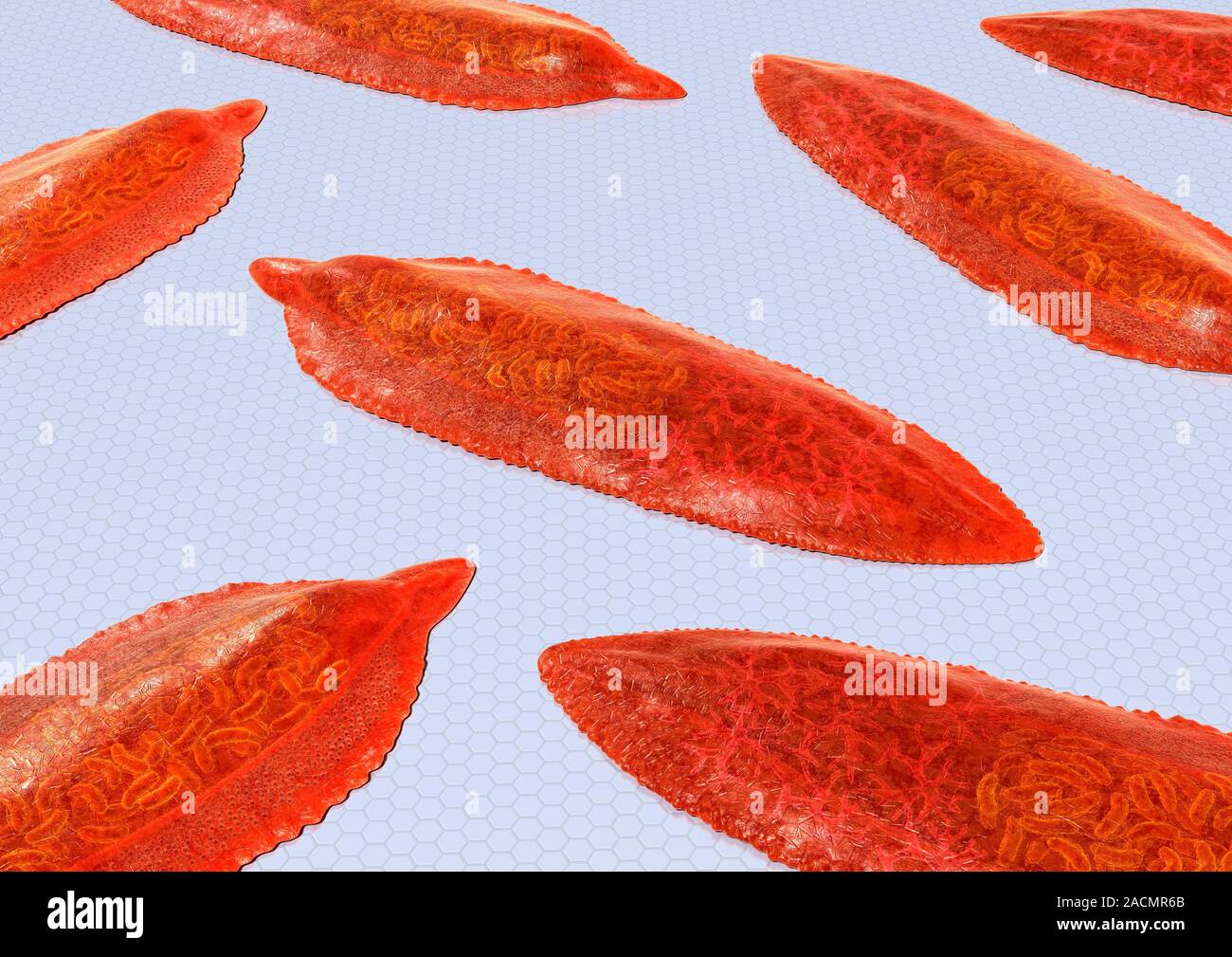 Liver flukes. Computer artwork of Clonorchis sinensis liver flukes ...