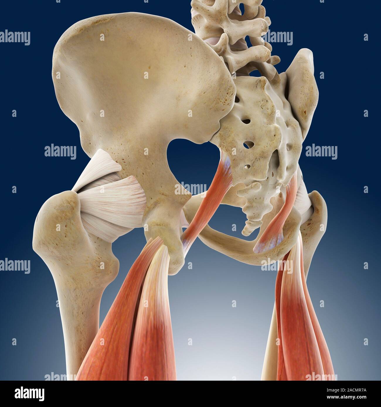 Thigh muscles. Computer artwork of a posterior view of the hips showing ...