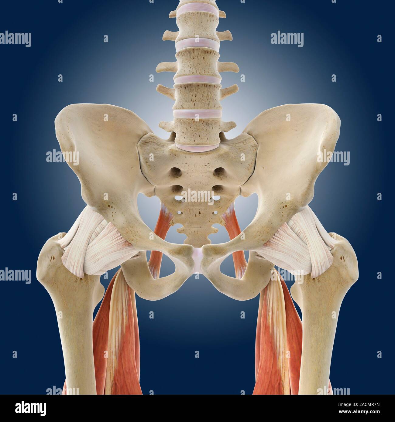 Thigh muscles. Computer artwork of the hips showing two of the ...