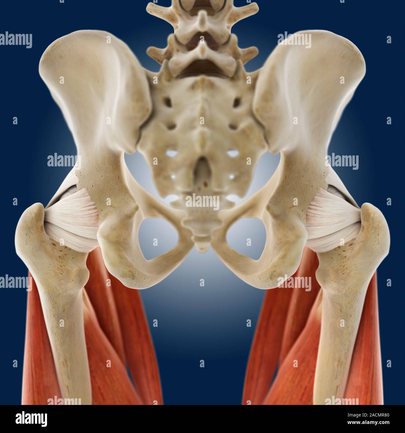 Thigh muscles. Computer artwork of the pelvis showing the muscles of ...