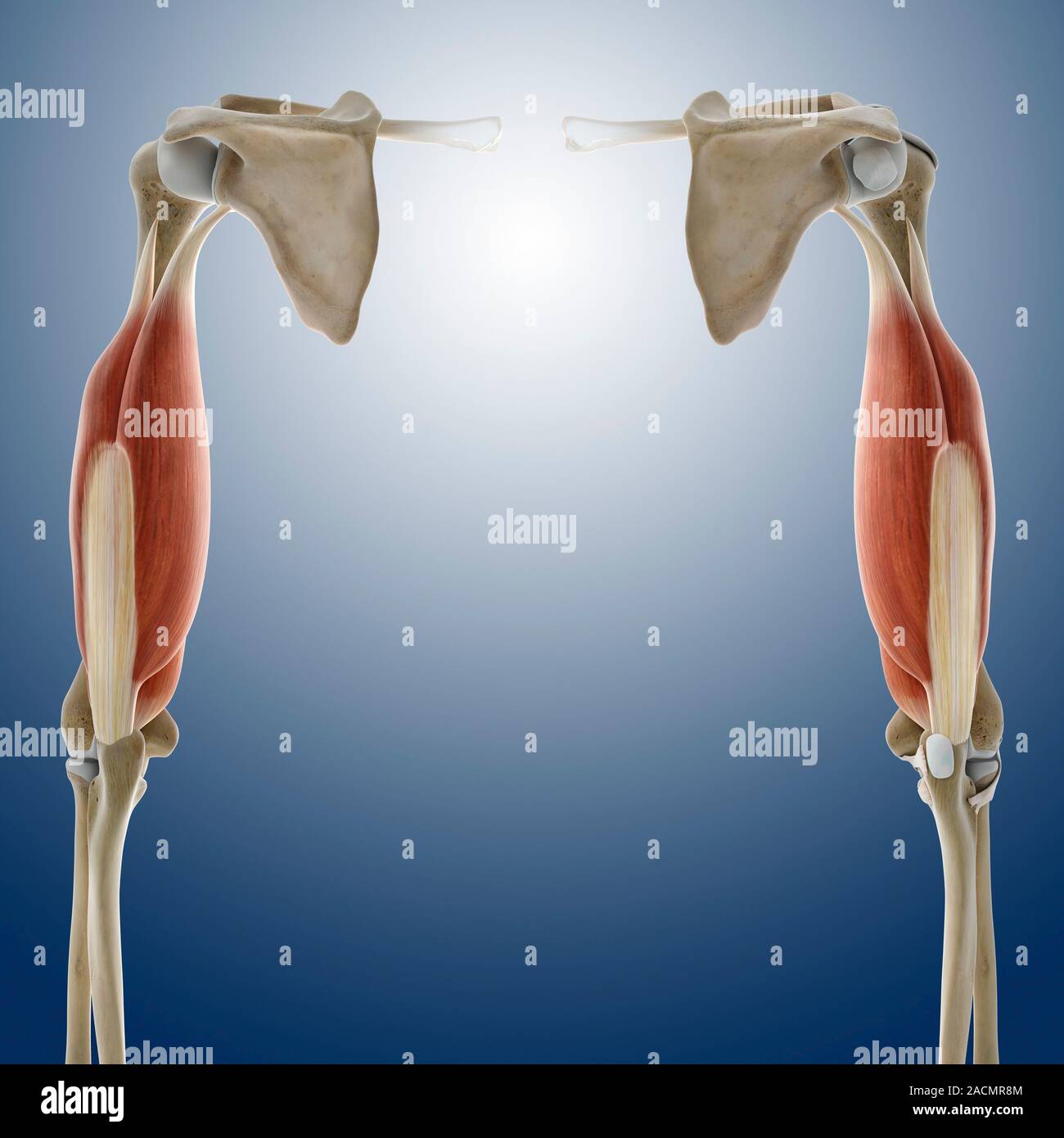 Triceps muscles, computer artwork. The triceps brachii (pink) extend ...