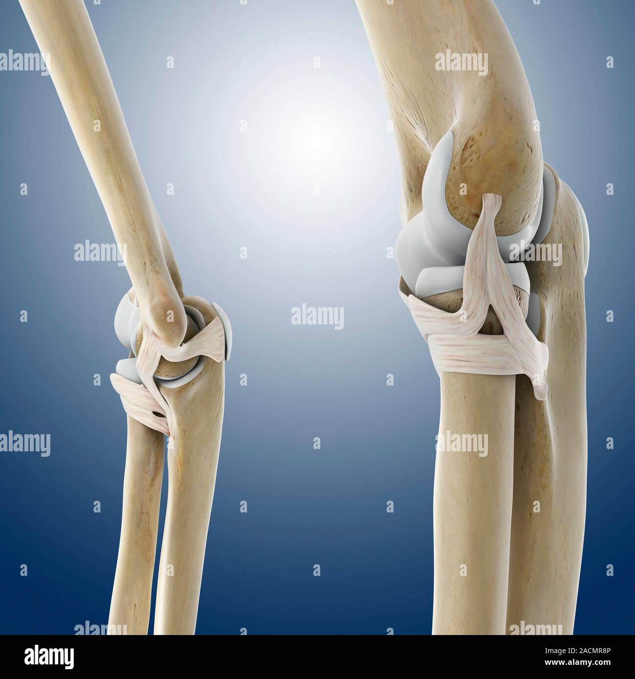 Elbow ligaments, computer artwork. The humerus bones (upper arm bones ...