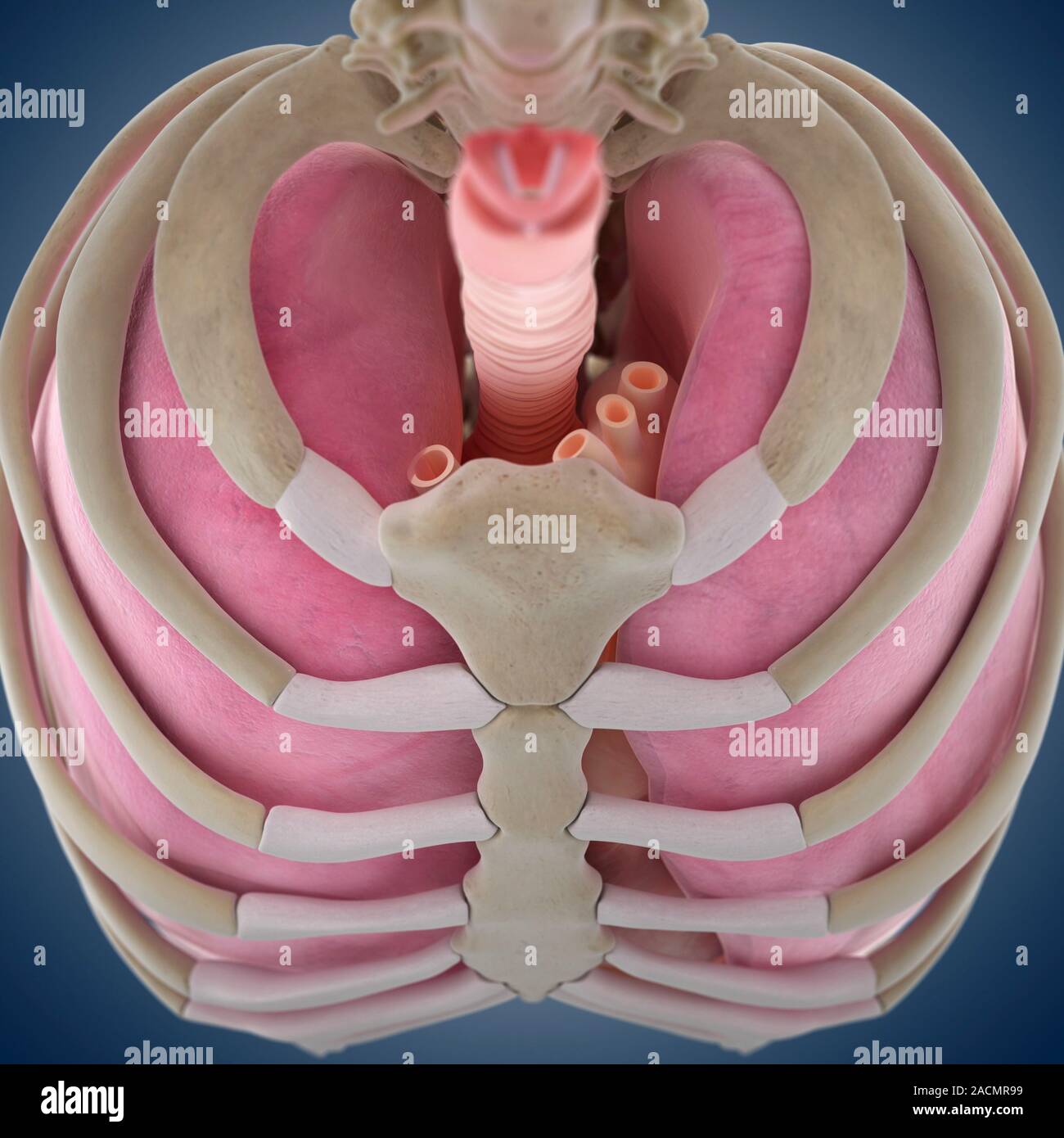 Chest anatomy, computer artwork. The spine is at top centre, with the ...