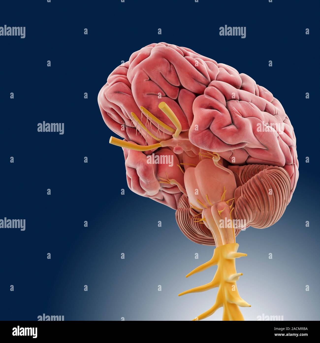 Central nervous system. Computer artwork showing the brain, cranial ...
